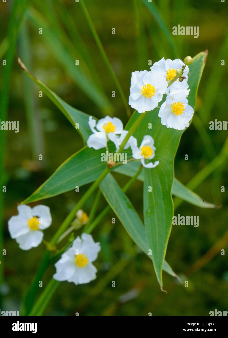 Arrowhead (Sigittaria sigittifolia), water archer (Sagittaria ...