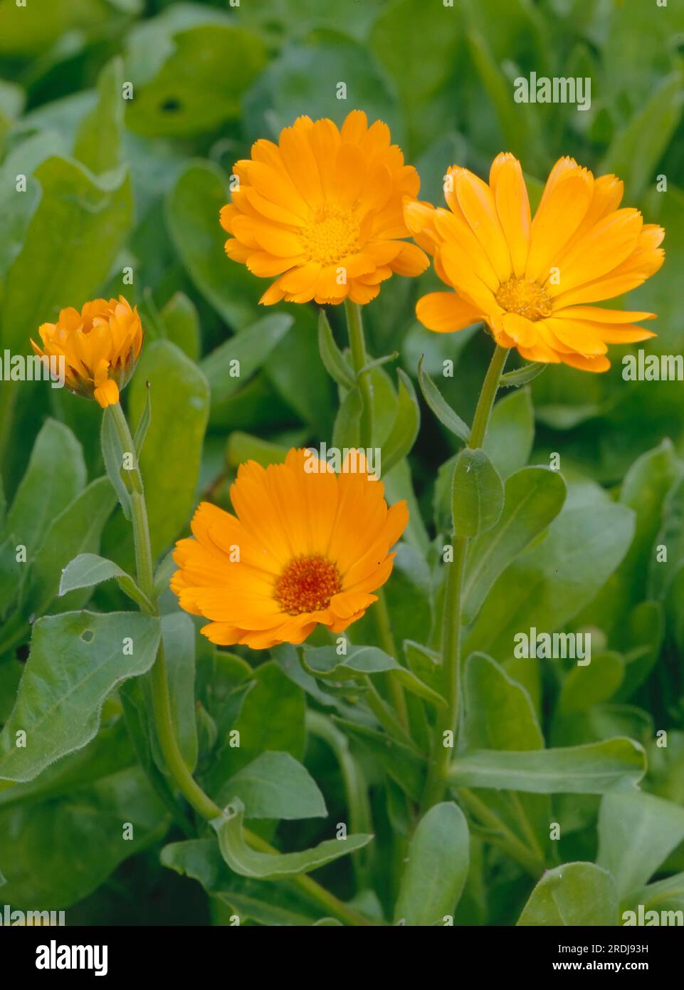Marigold (Calendula officinalis), sunflower, marigold Stock Photo - Alamy