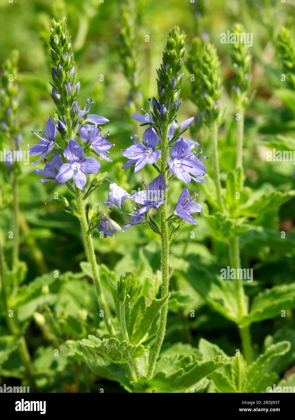 Broadleaf speedwell (Veronica austriaca), Large Speedwell Stock Photo ...