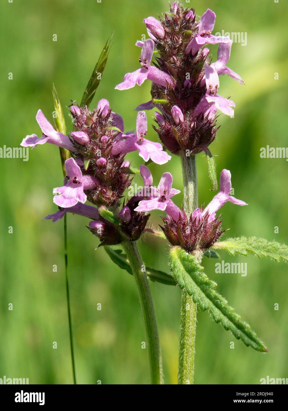 Purple betony (Stachys officinalis), Echter Ziest, Heil-Ziest, Echte ...