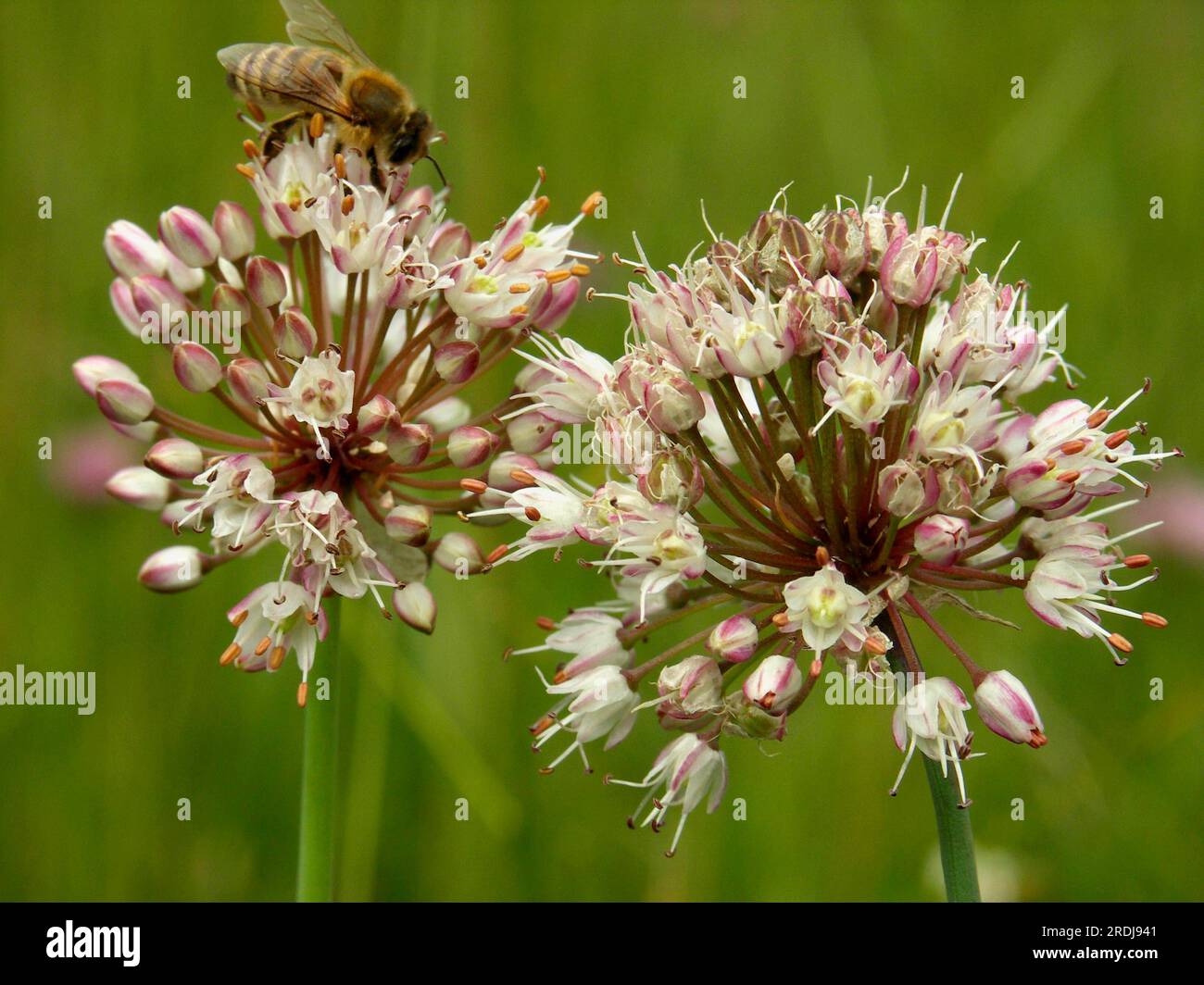 Oleraceum, horse leek (Allium Stock Photo - Alamy