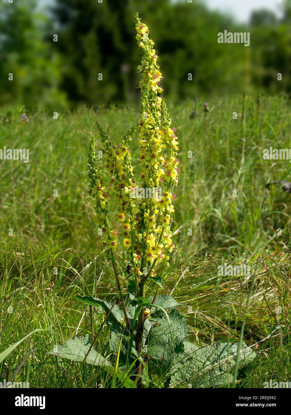 Flowering Dark Mullein (Verbascum nigrum Stock Photo - Alamy