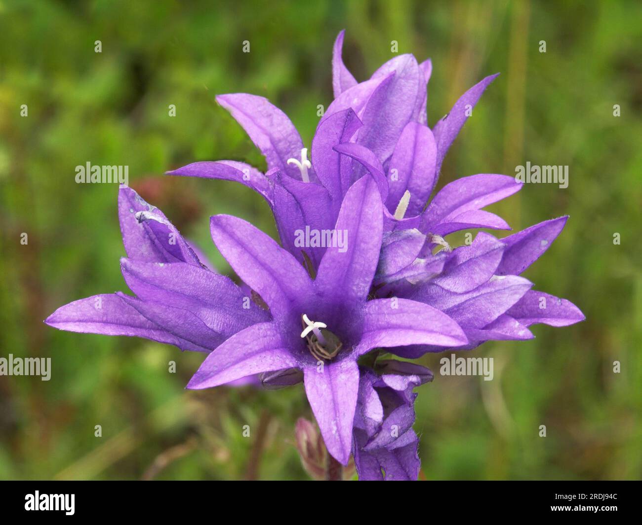 Clustered bellflower (Campanula glomerata Stock Photo - Alamy