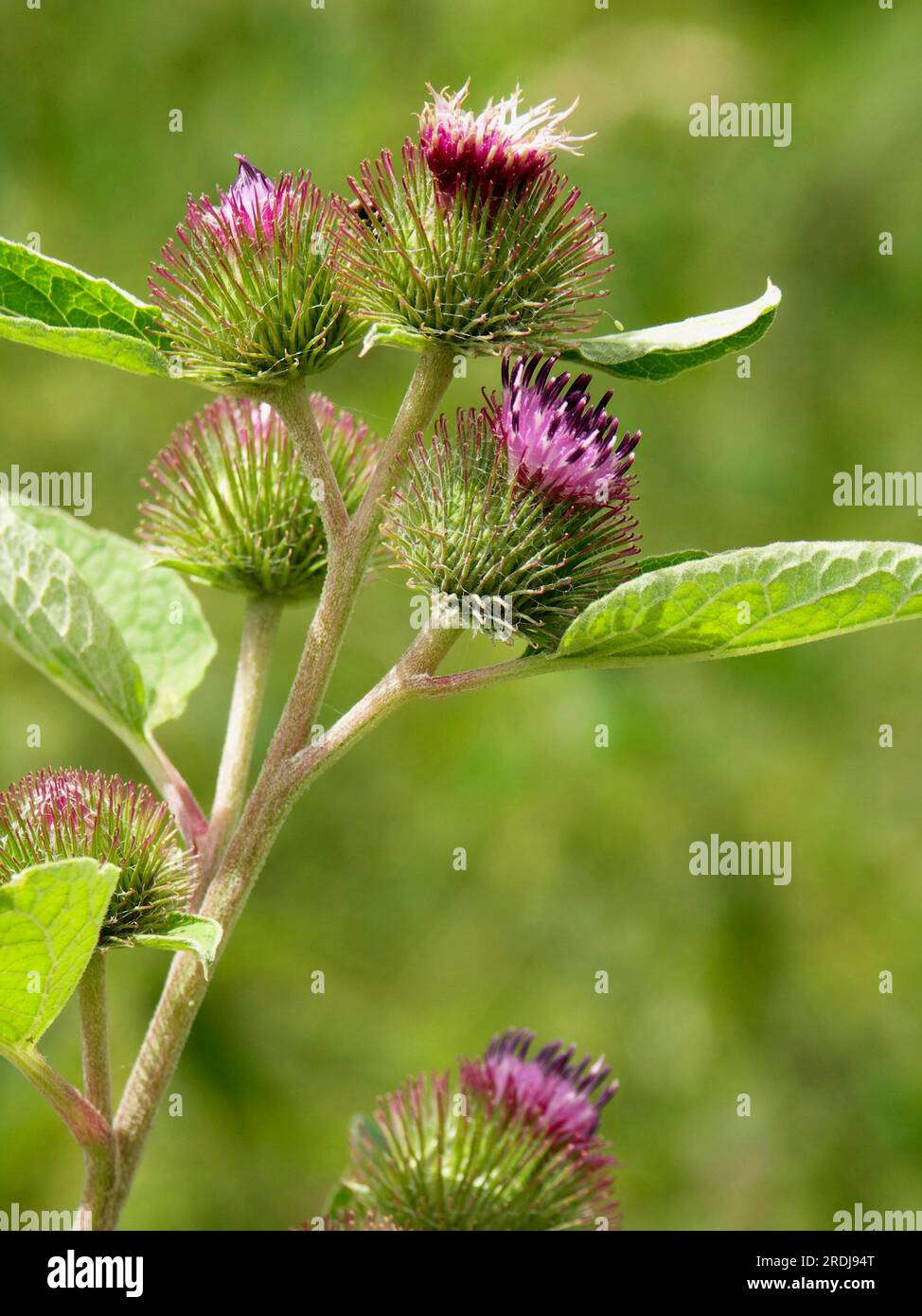 Greater burdock (Arctium lappa Stock Photo - Alamy