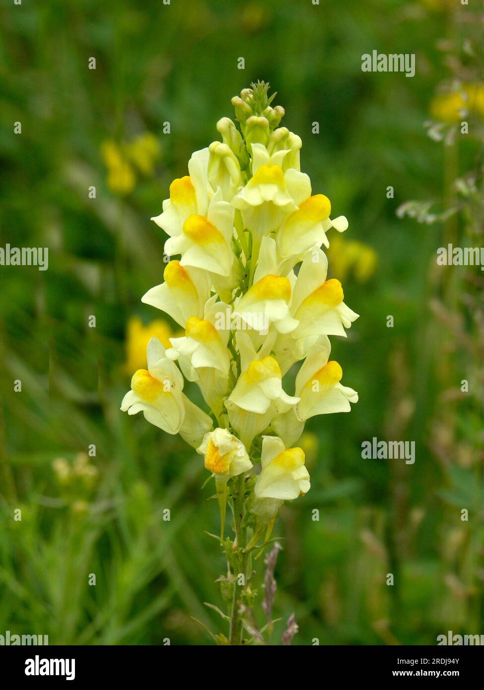 Common toadflax (Linaria vulgaris Stock Photo - Alamy