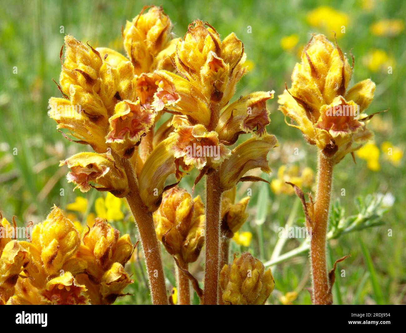 Orobanche lutea hi-res stock photography and images - Alamy