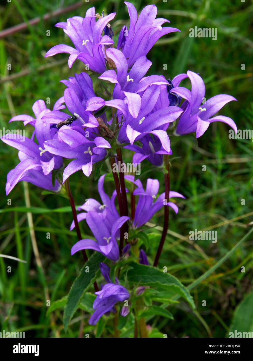 Clustered bellflower (Campanula glomerata Stock Photo - Alamy