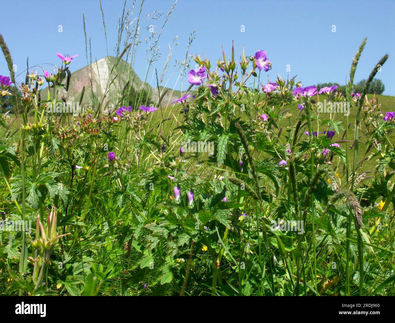 Wood cranesbill (Geranium sylvaticum Stock Photo - Alamy