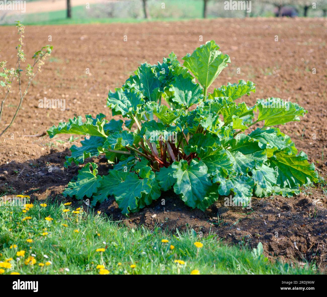 Rheum rhaponticum medicinal plant hi-res stock photography and images ...