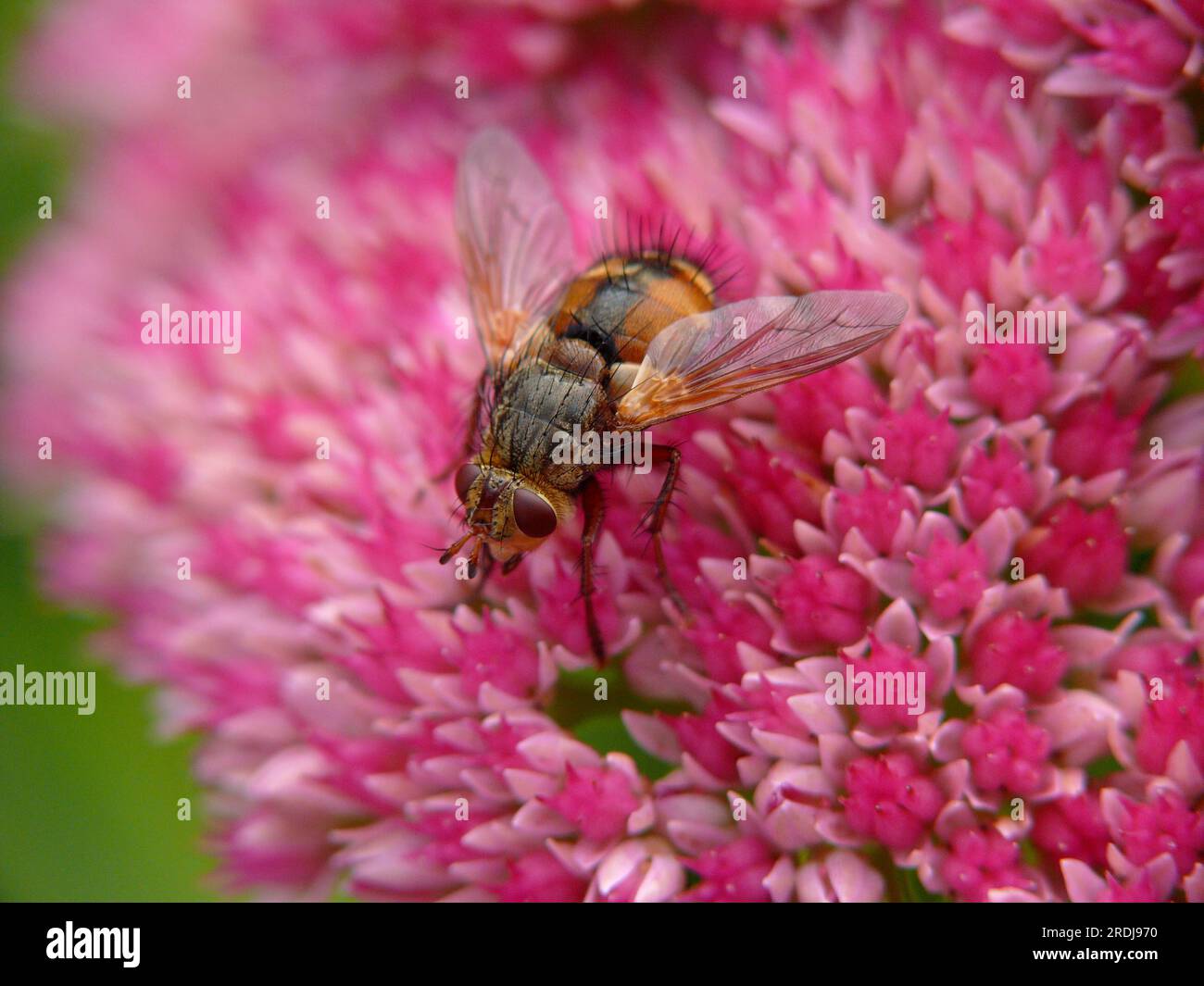 Fly sitting on buttercup flowers (Sedum spectabile Stock Photo - Alamy