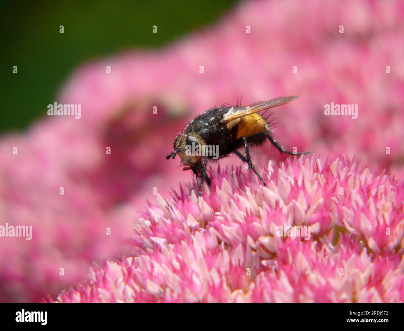 Sitting on buttercup blossom hi-res stock photography and images - Alamy