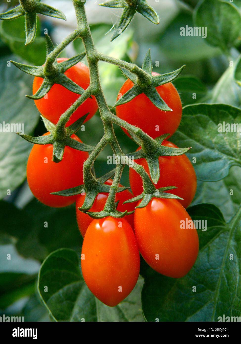Cocktail tomato, Picolino F1, grafted, late blight, cherry tomatoes ...