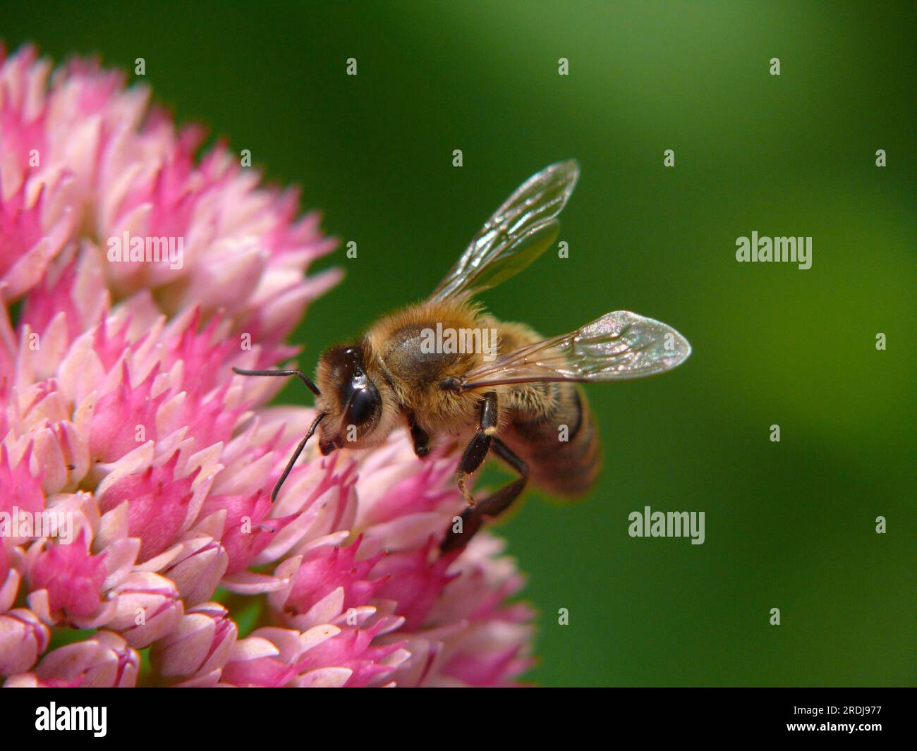 Fly sitting on buttercup flowers (Sedum spectabile Stock Photo - Alamy
