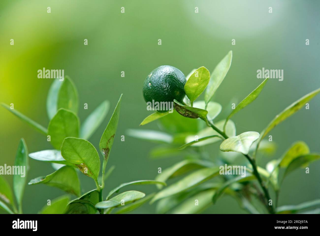 Lime, Bush, Leaves, Fruit, Singapore Stock Photo - Alamy