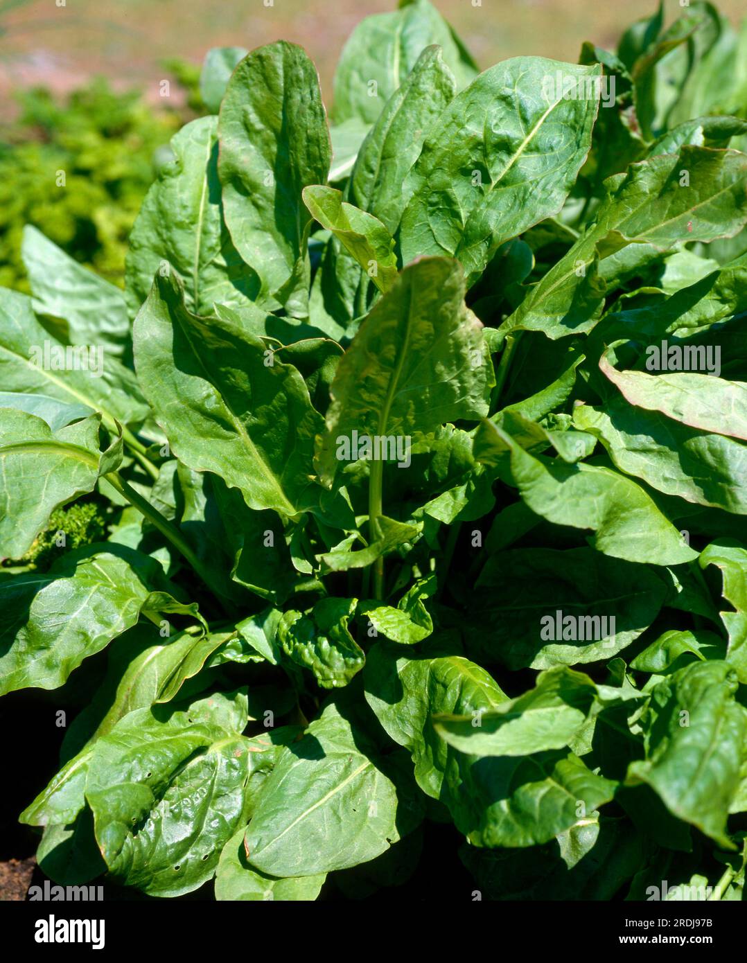 Meadow Sorrel, common sorrel (Rumex acetosa), Sorrel Stock Photo - Alamy