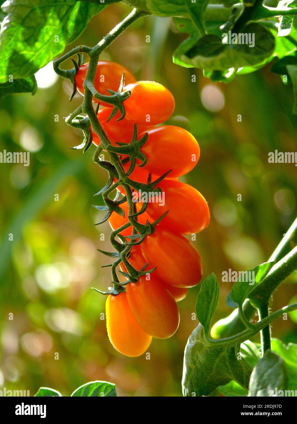 Cocktail tomato, Picolino F1, grafted, cherry tomatoes (Solanum ...