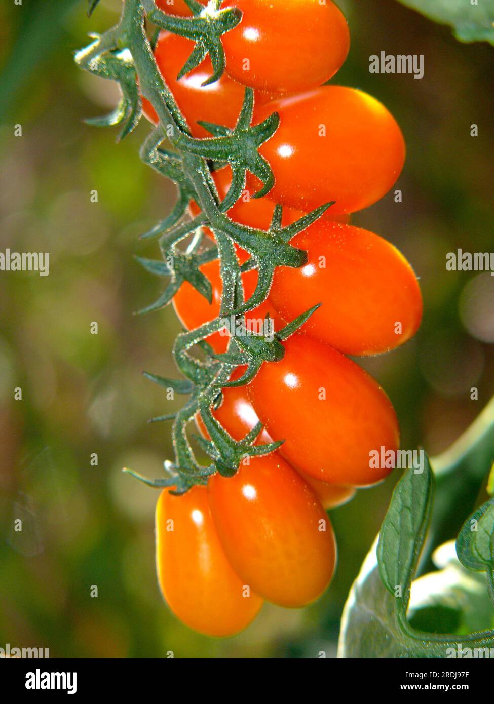Cocktail tomato, Picolino F1, grafted, cherry tomatoes (Solanum ...