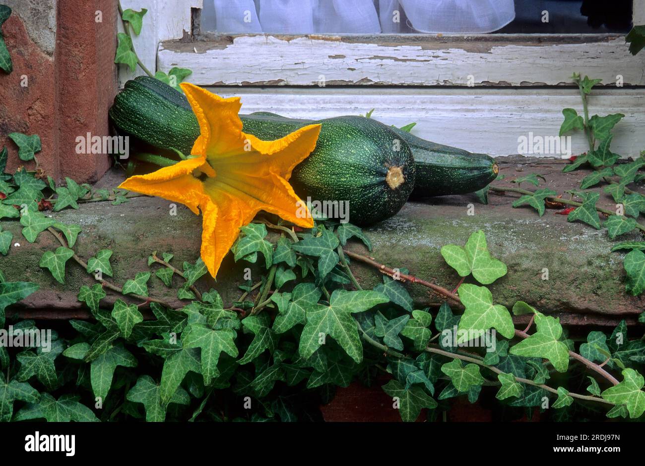 Courgette, courgette flower, vegetable squash, cucumber squash ...