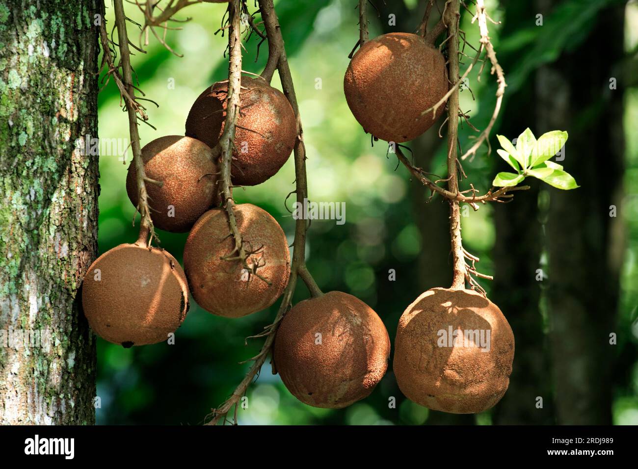 Cannonball tree (Couroupita guianensis), Tree, Fruit, Cannon Ball Tree ...