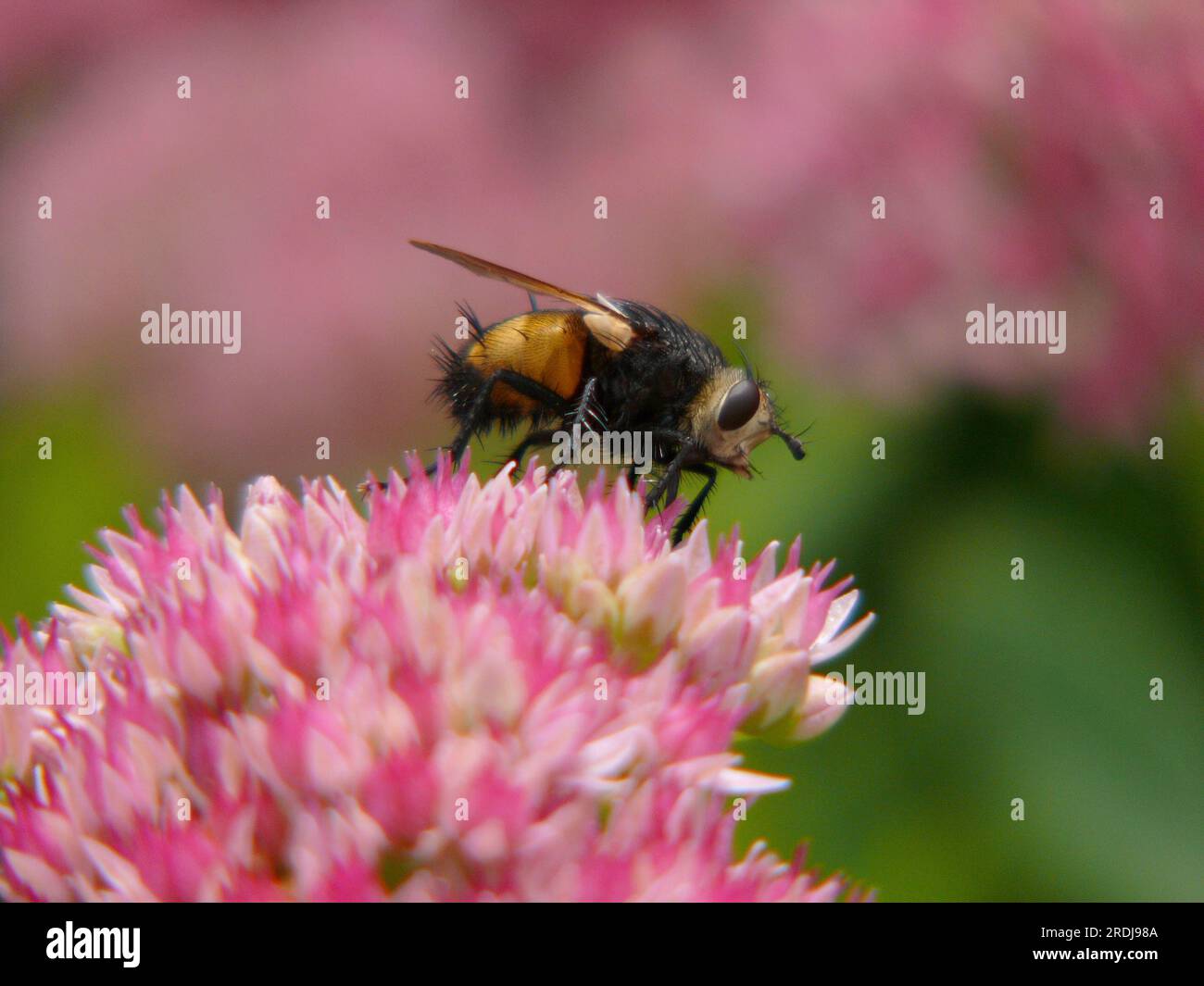 Sitting on buttercup blossom hi-res stock photography and images - Alamy