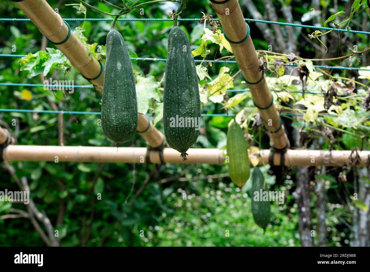 Sponge cucumber, dishrag gourd (Luffa aegyptiaca), Singapore Stock ...