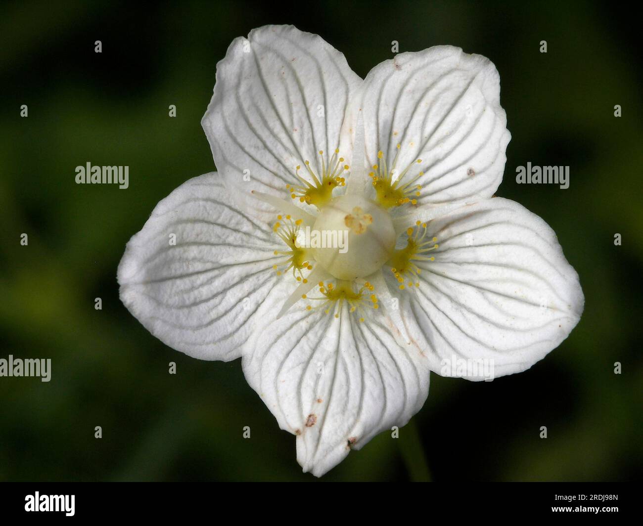 Marsh grass-of-parnassus (Parnassia palustris Stock Photo - Alamy