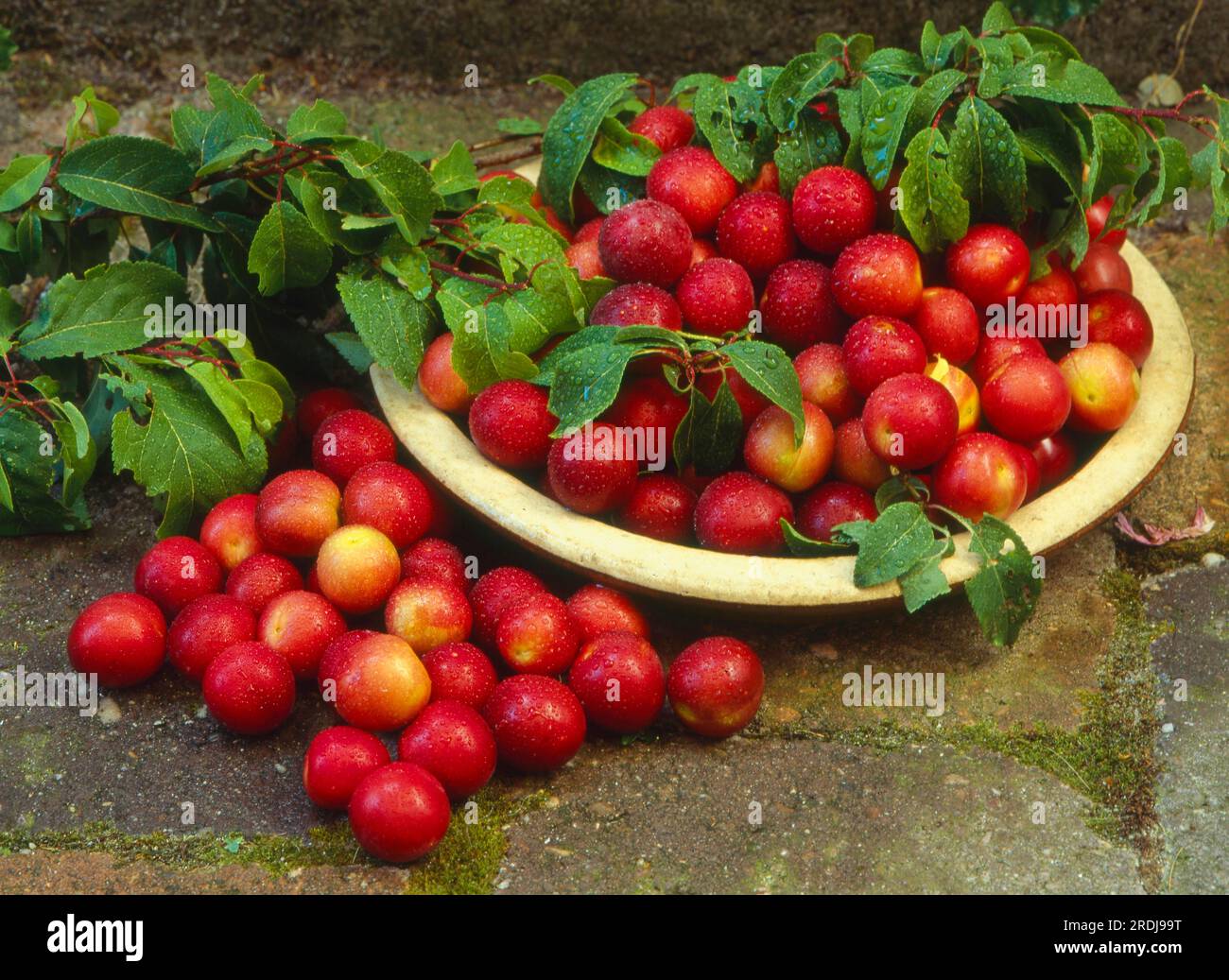 Mirabelle fruit, mirabelle (Prunus insititia), yellow plum Stock Photo ...