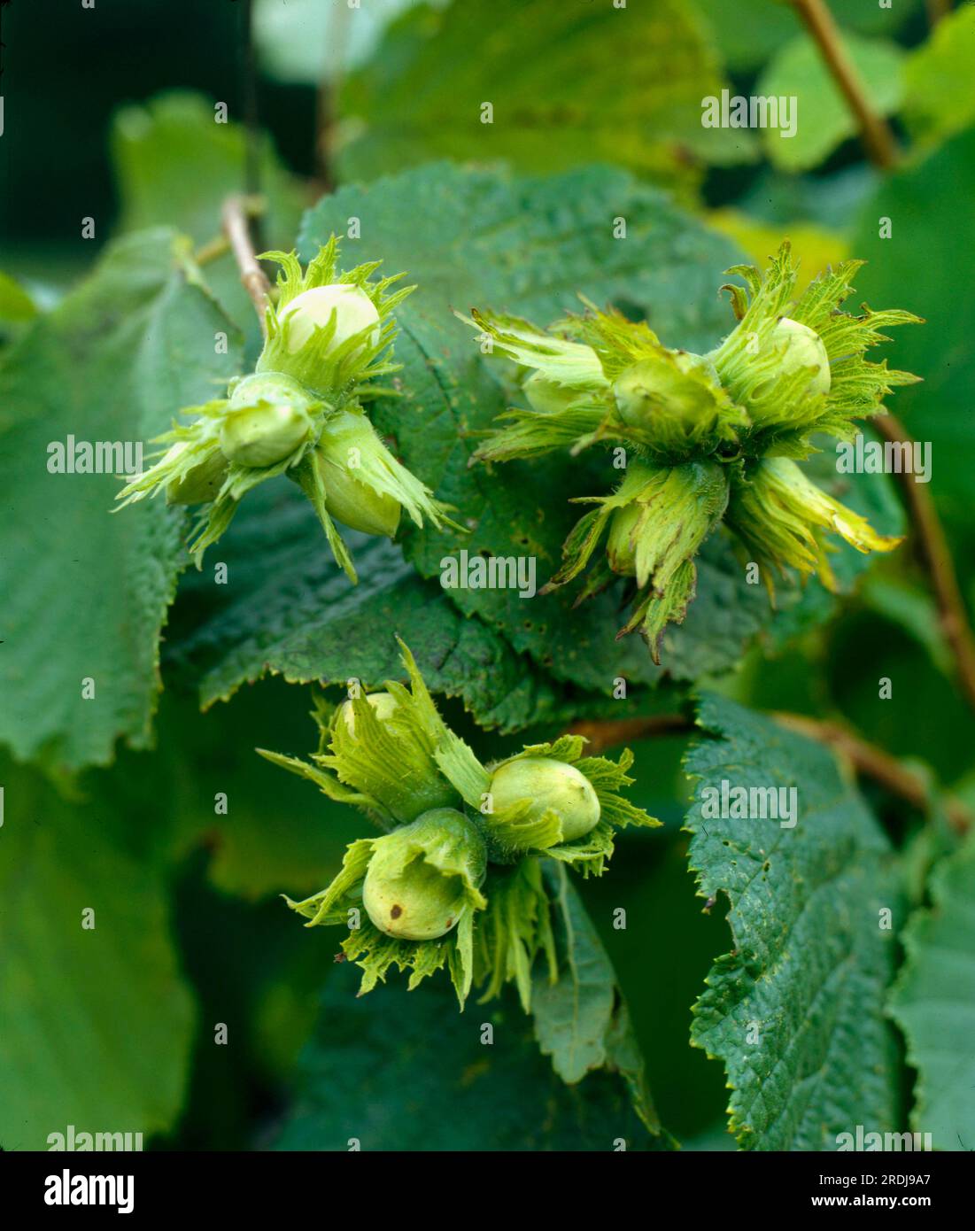 Common hazel (Corylus avellana Stock Photo - Alamy