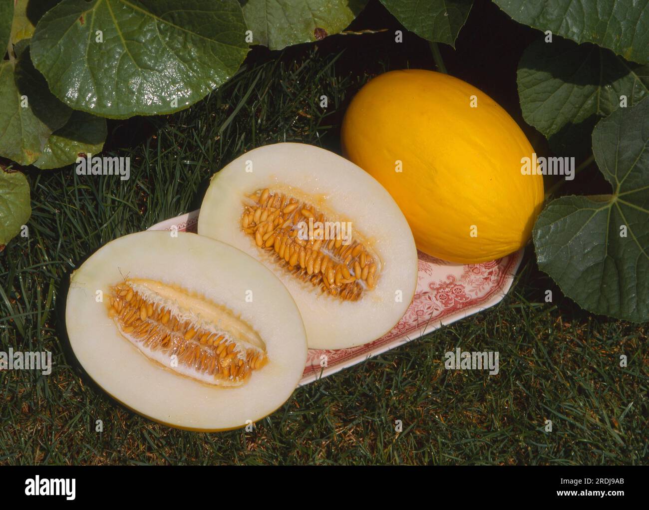 Muskmelon plant hi-res stock photography and images - Alamy