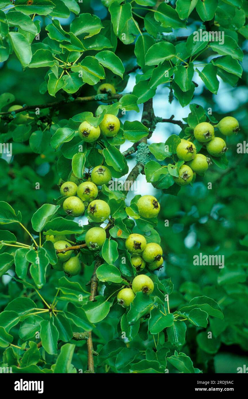 Pear tree (Pyrus communis) (Pyrus communis L.), cultivated pear Small ...