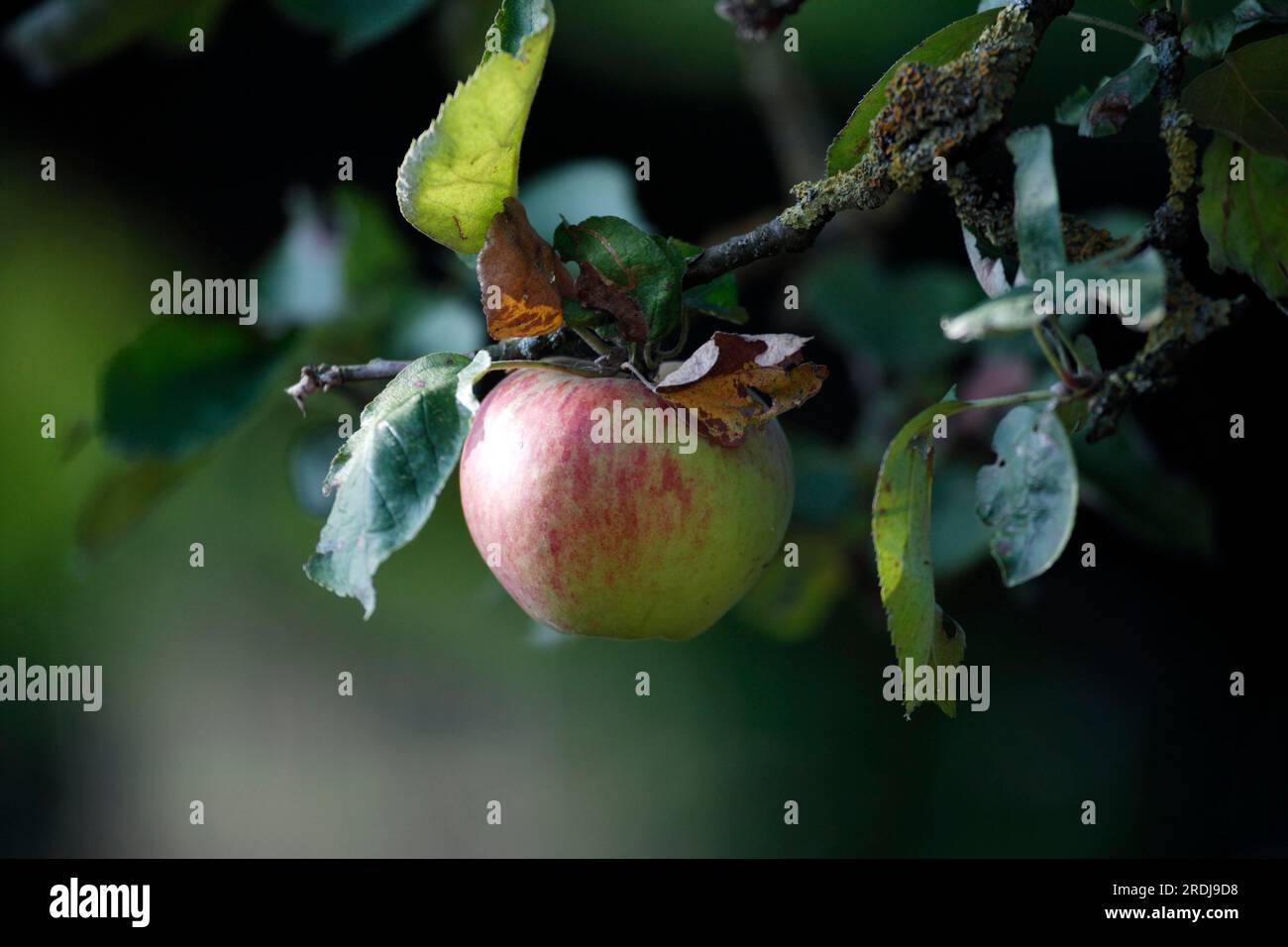 Apple tree (Malus domestica), Europe Apple Tree, Netherlands, Europe ...