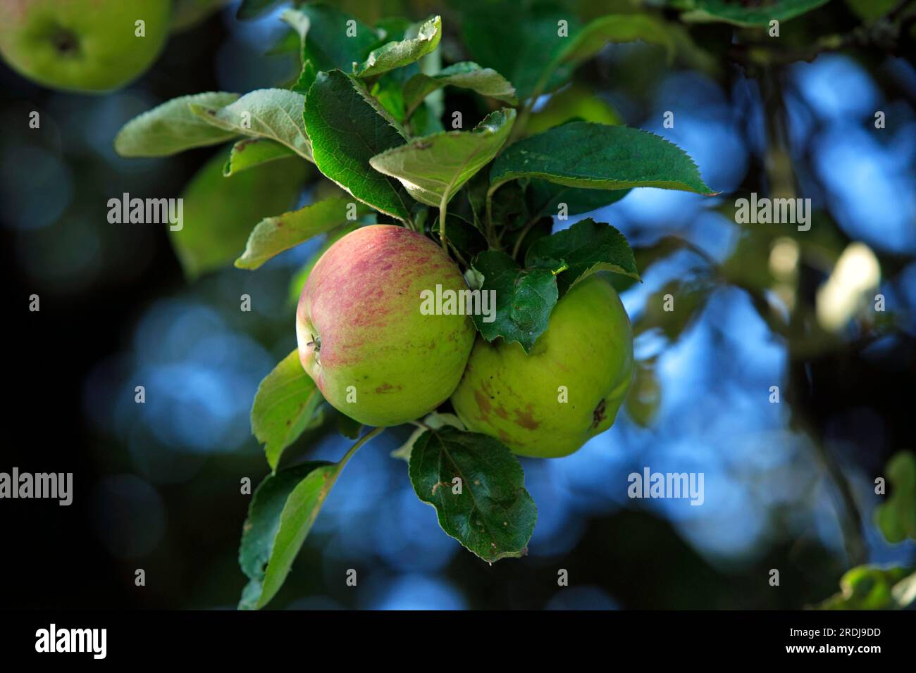 Dutch fruit hi-res stock photography and images - Alamy