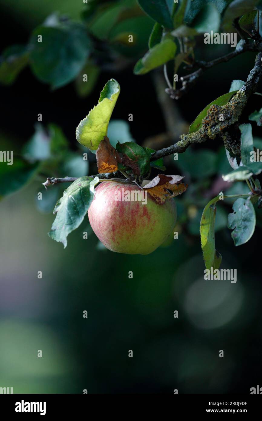 Apple tree (Malus domestica), Europe Apple Tree, Netherlands, Europe ...