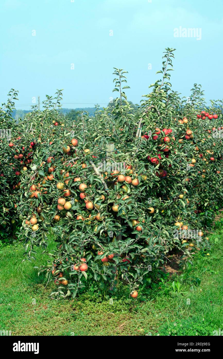 Apple tree (Malus domestica), Fruits, Ellerstadt, Europa Apple Tree ...