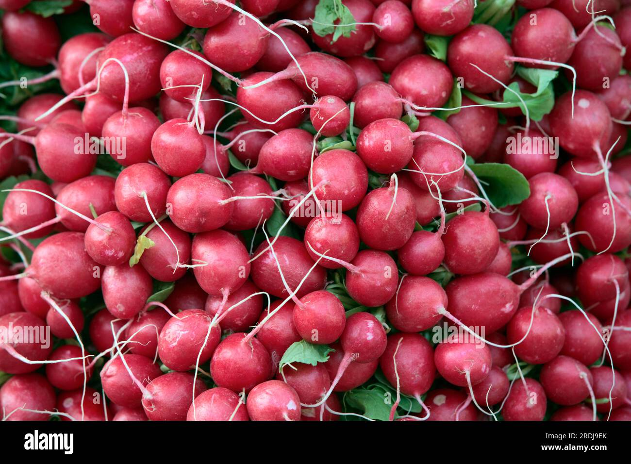 Radish (Raphanus sativus sativus), root, fruit Radish, Europe Radish ...