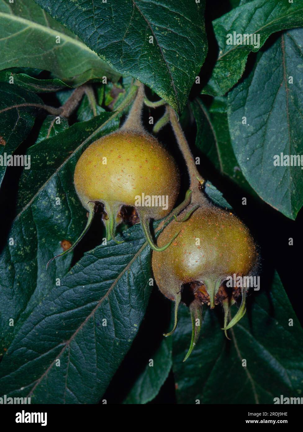 Mispelche hi-res stock photography and images - Alamy