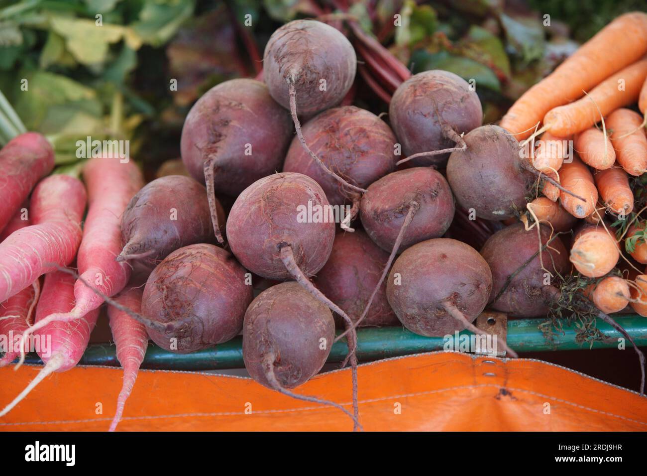 Beetroot, root Beetroot, root, roots, Agriculture, foods, ..., Beta ...