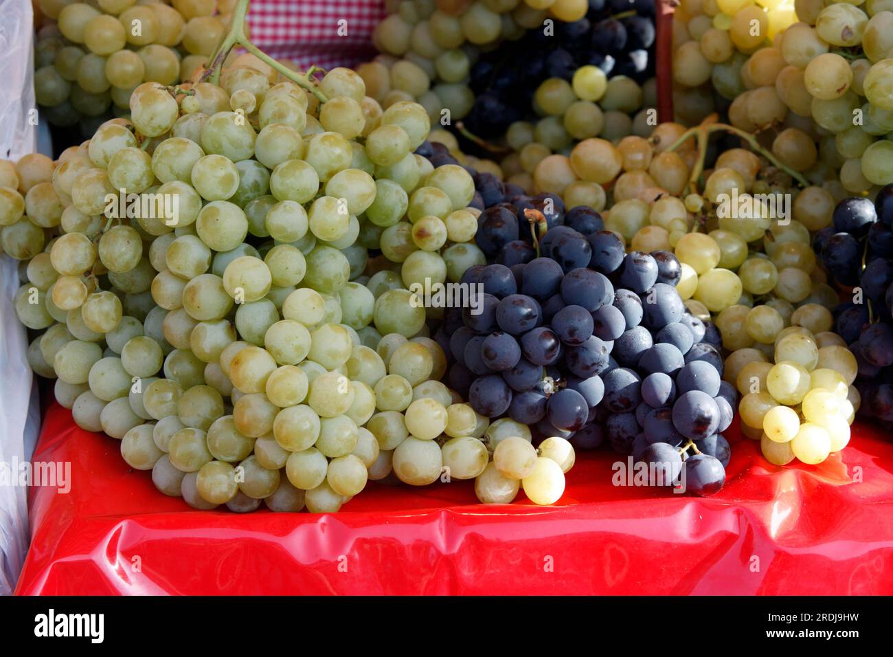 Grape vine (Vitis vinifera), fruit, fruits, grapes Grape-vine, grape ... Grape vine (Vitis vinifera), fruit, fruits, grapes Grape-vine, grape ...