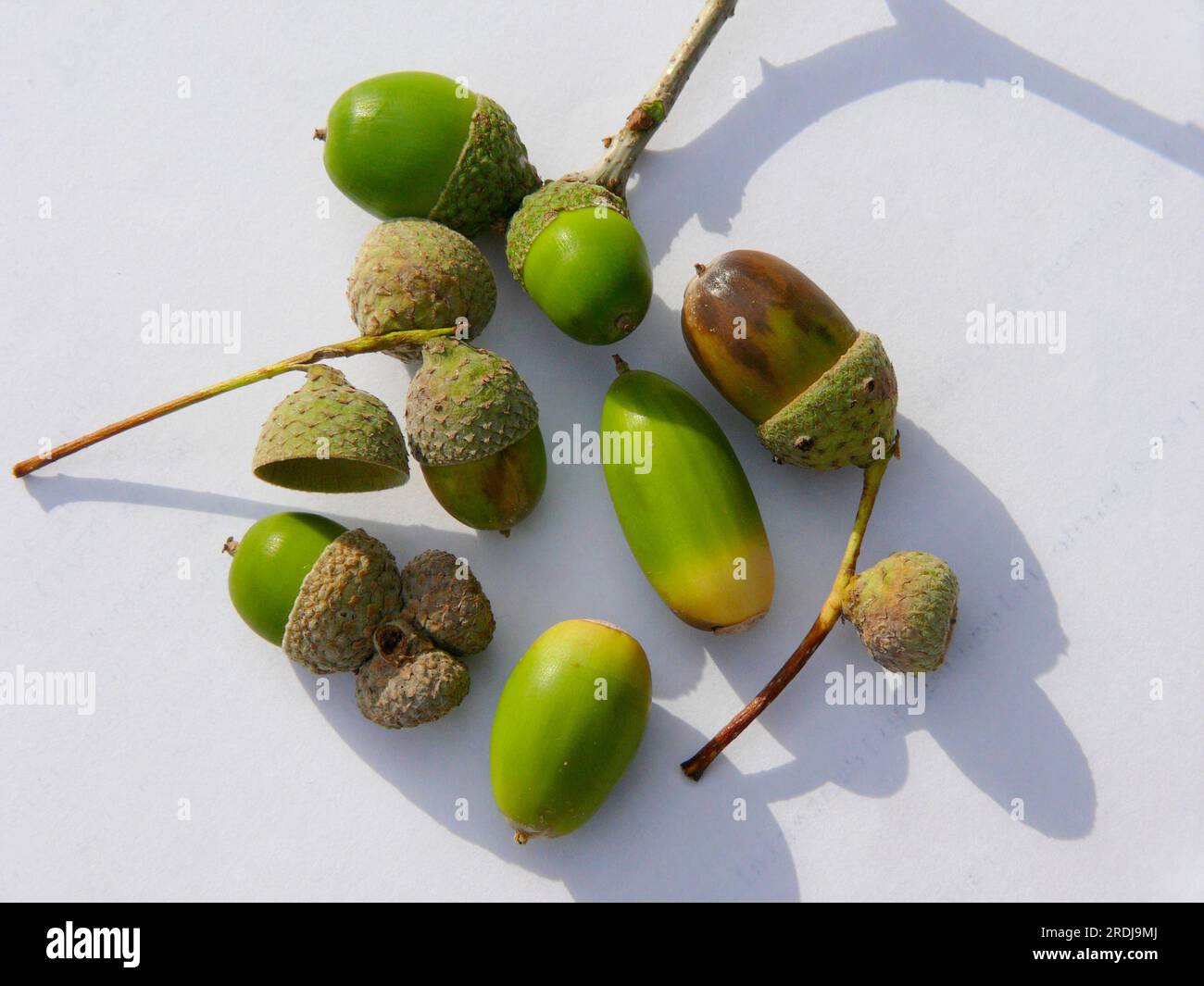 Oak (Quercus) seed Acorn Stock Photo - Alamy