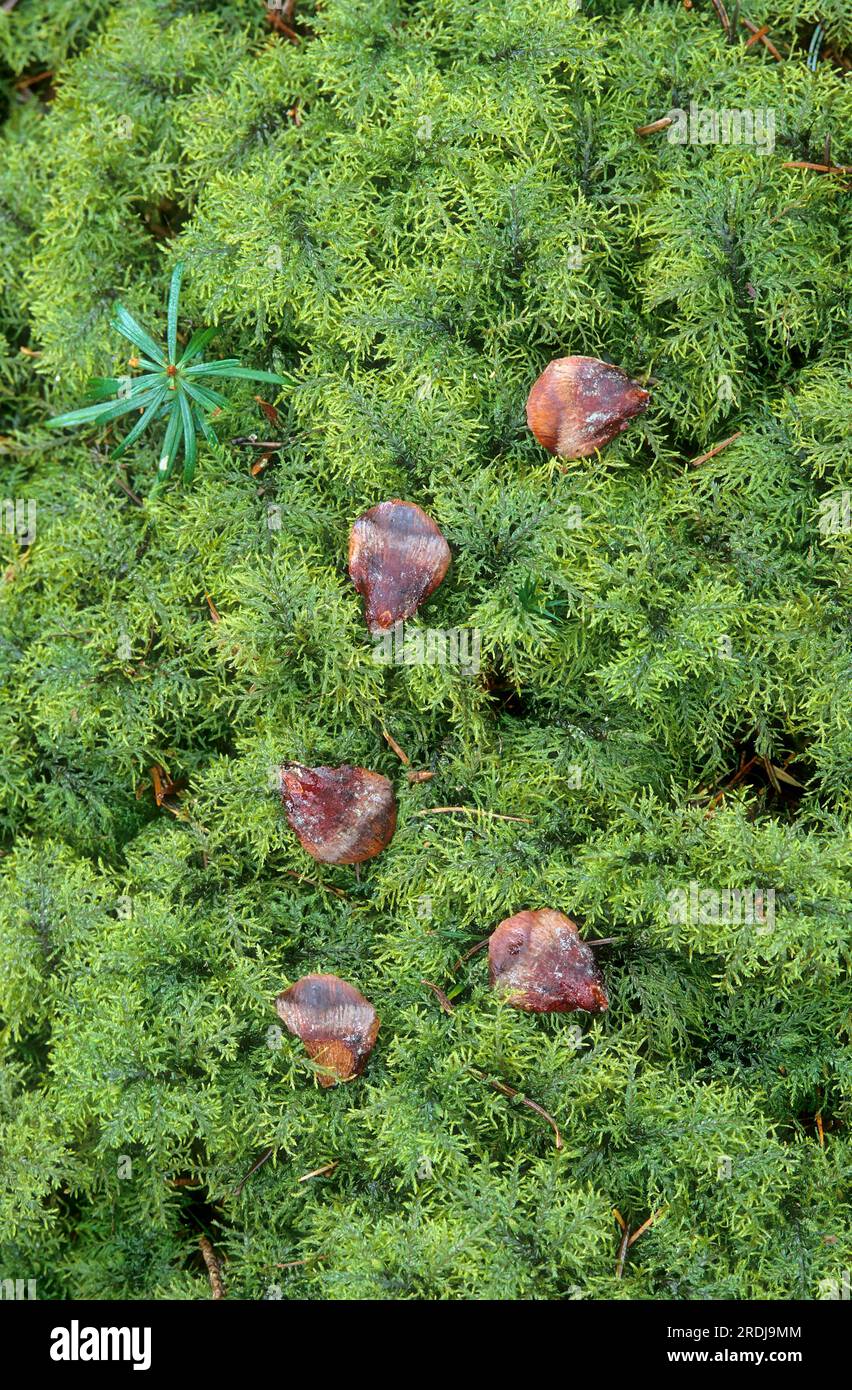 Moss with spruce cone seedling Stock Photo - Alamy