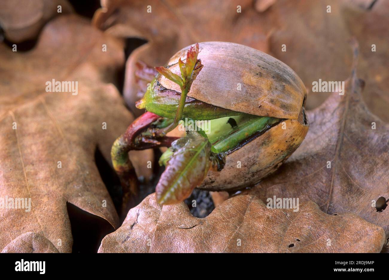 Acorn germinating english oak hi-res stock photography and images - Alamy