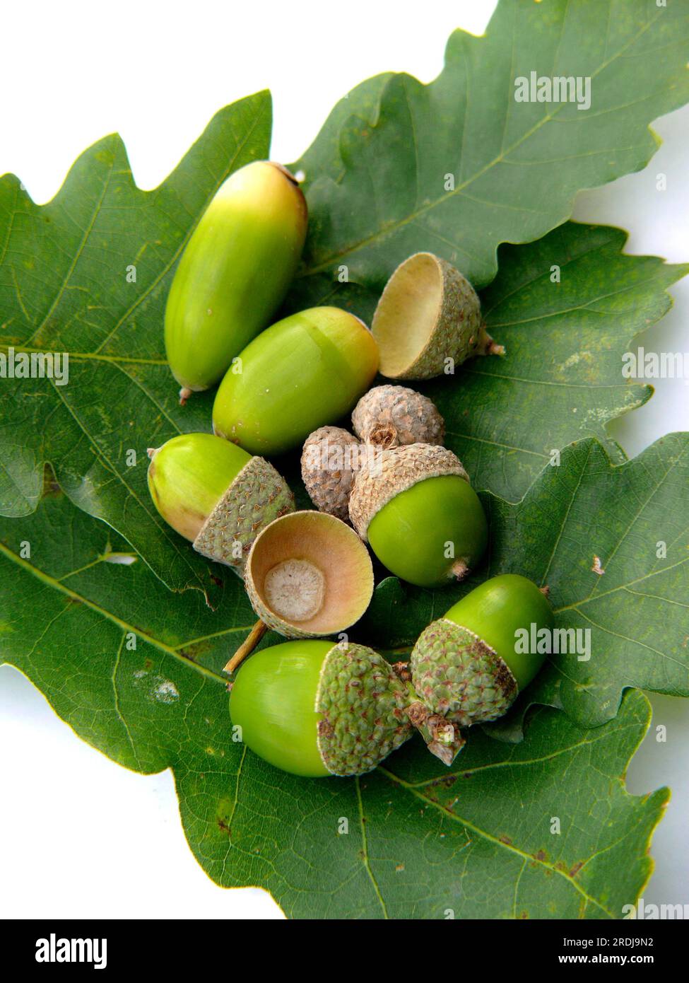 Oak (Quercus) seed Acorn Stock Photo - Alamy
