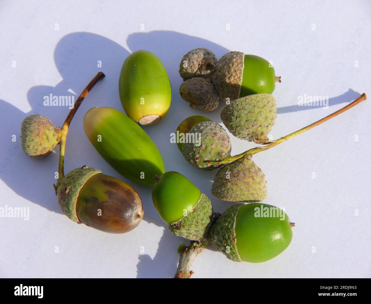 Oak (Quercus) seed Acorn Stock Photo - Alamy