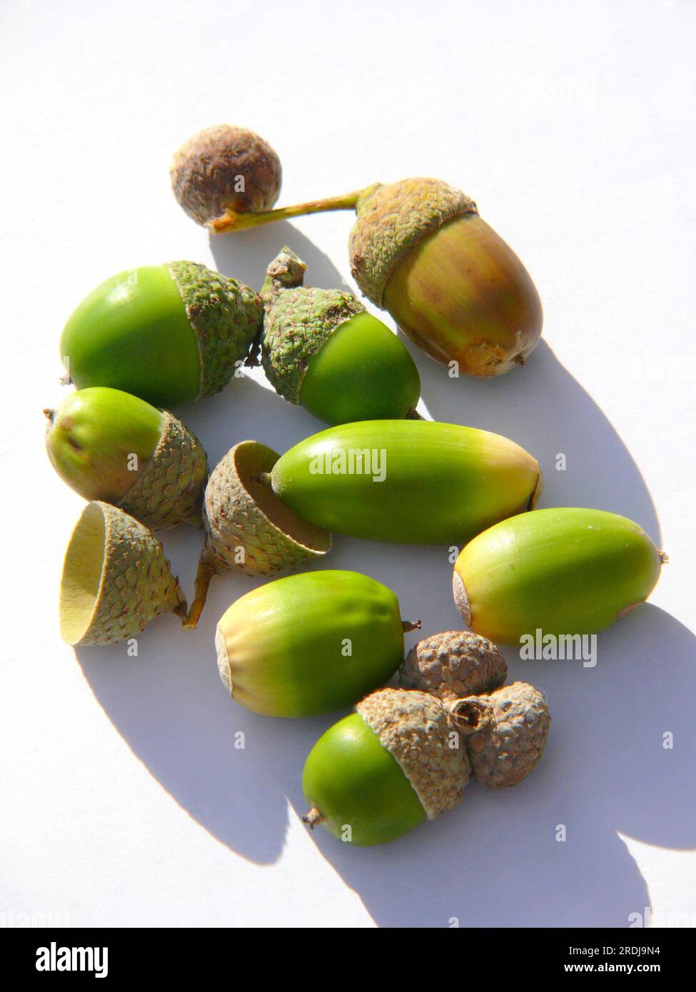 Oak (Quercus) seed Acorn Stock Photo - Alamy