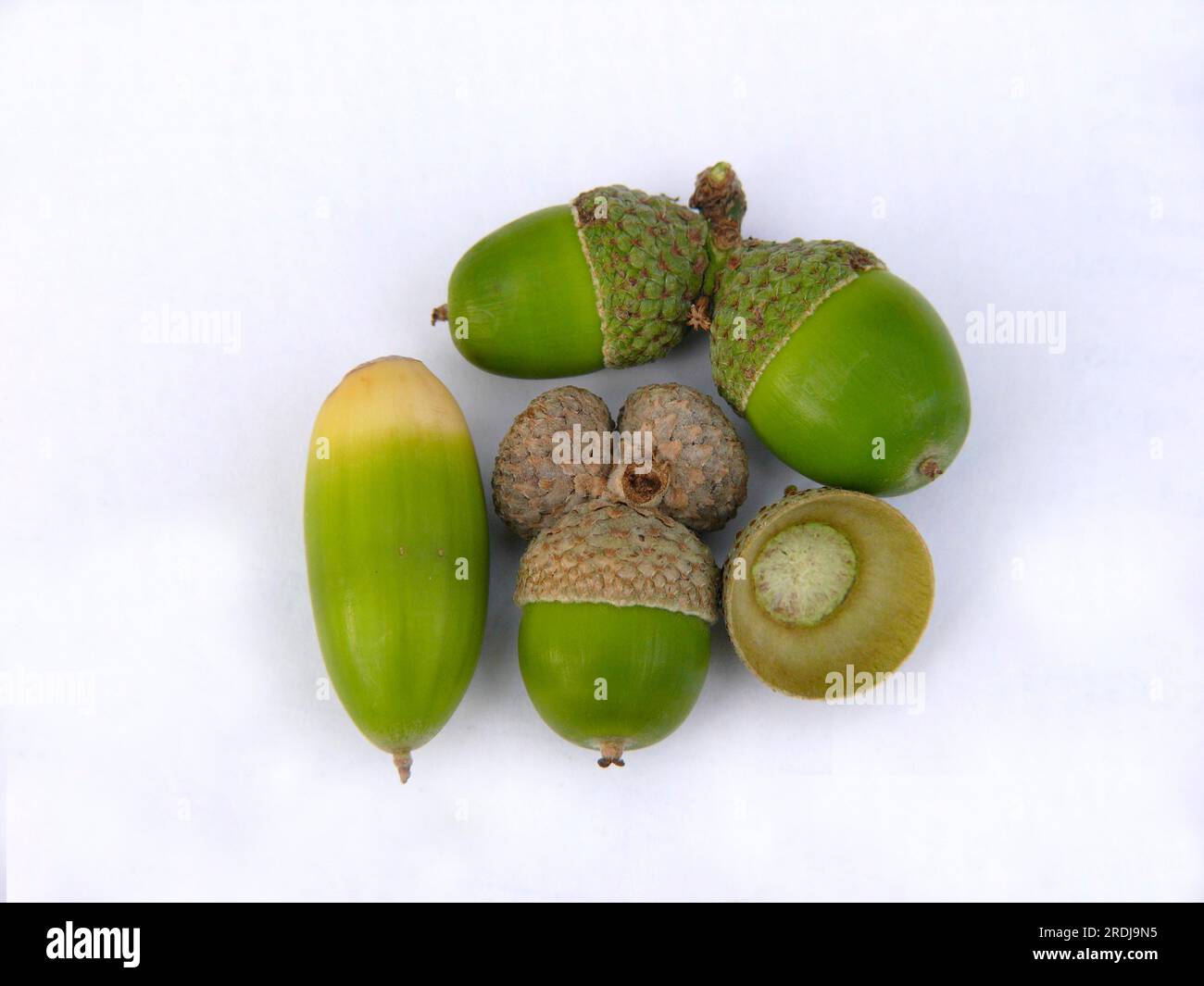 Oak (Quercus) seed Acorn Stock Photo - Alamy