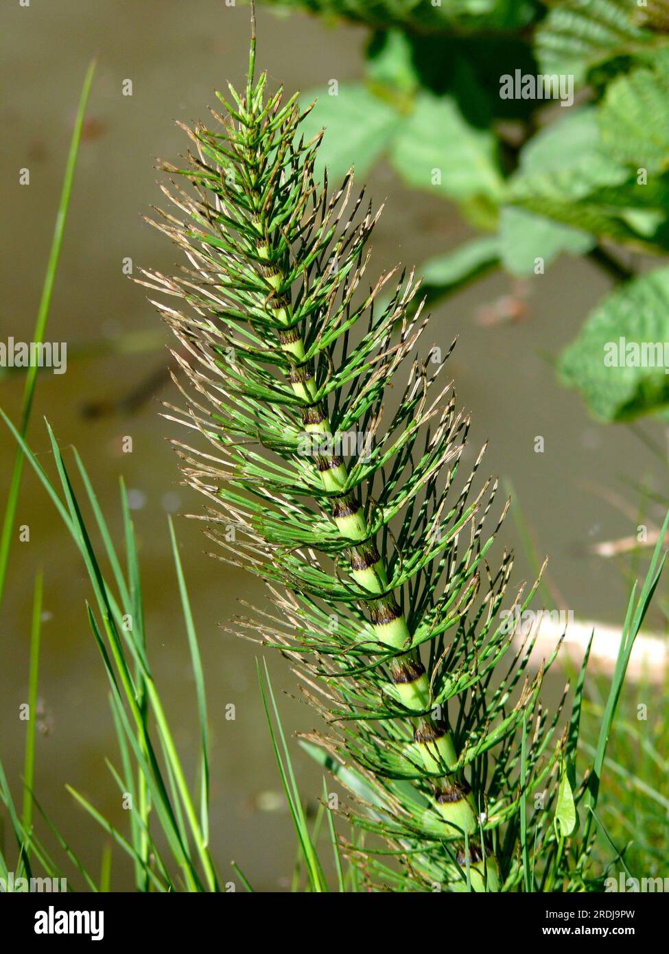 Equisetum Arvense Field Horsetail Ayur Times