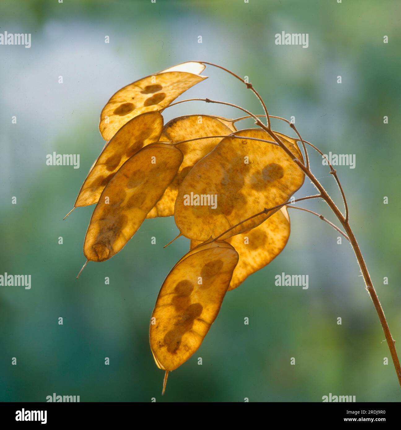 Silverleaf, Moon Violet, Lunaria annua, annual honesty (Lunaria annua), Judas Silverleaf, Judas ...