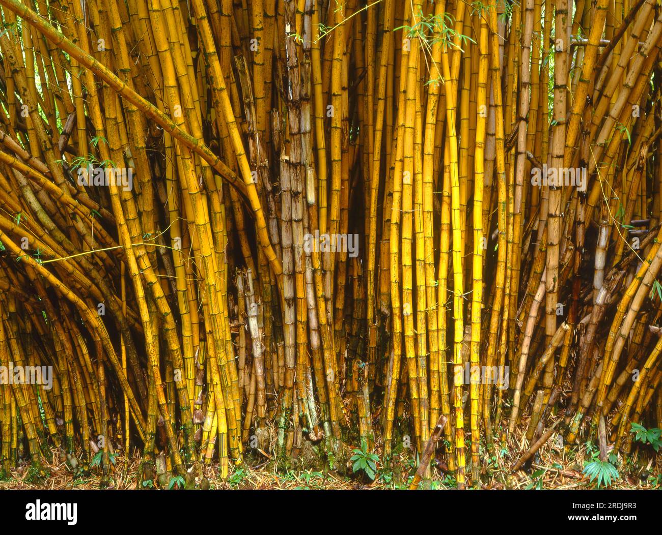 Bamboo plantation, bamboo (Bambusa Vulgaris), Maui, Hawaii Stock Photo ...