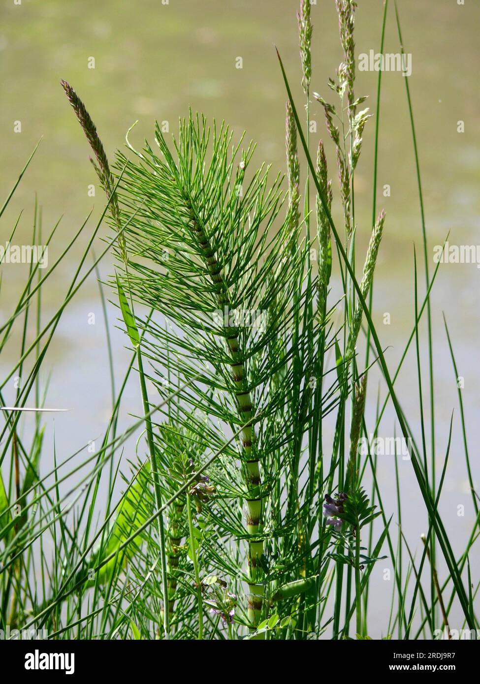 Equisetum Arvense Field Horsetail Ayur Times