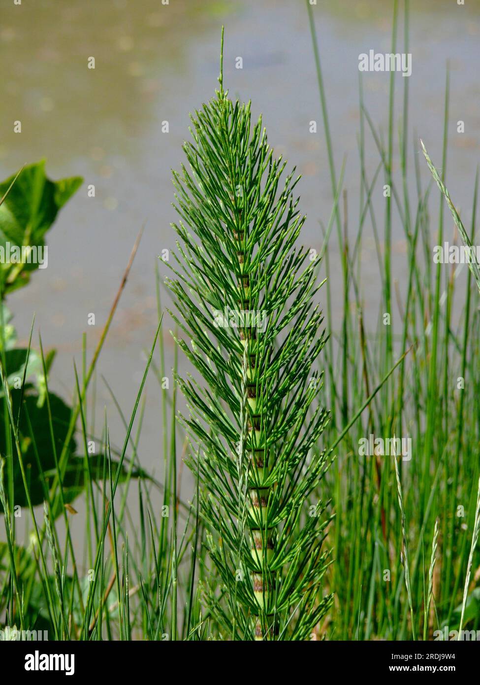 Equisetum Arvense Field Horsetail Ayur Times